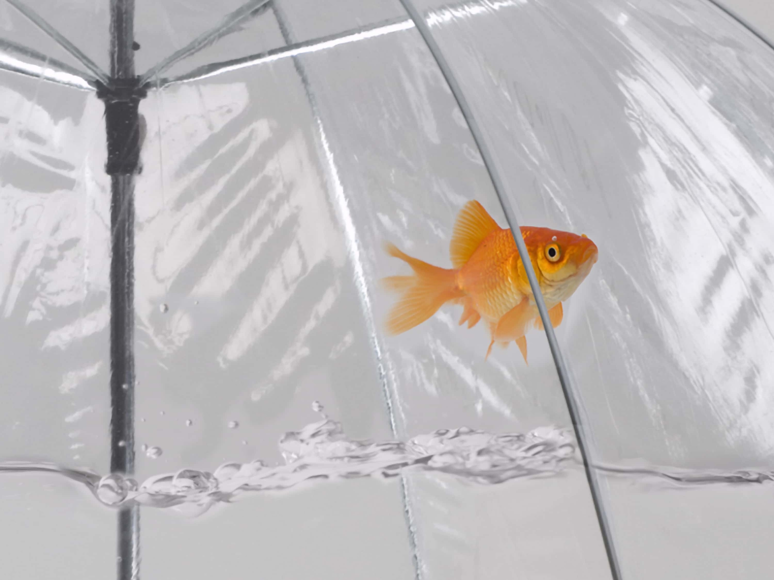 Umbrella Fish - sector7g